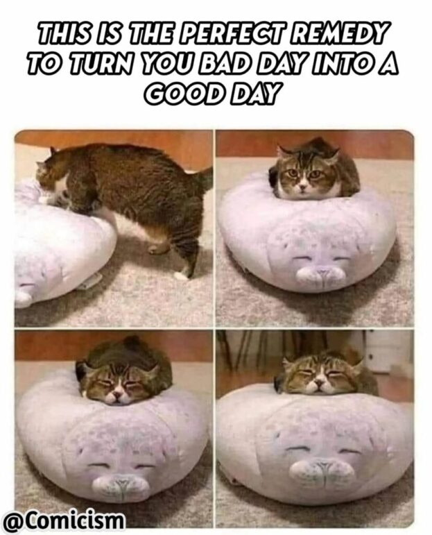 Funny Pet Memes That Will Make You LOL - :) Healthy Happy News