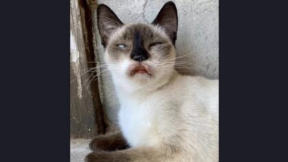 Cat's Sad Lips Turned Into A Smile After Being Adopted - :) Healthy ...