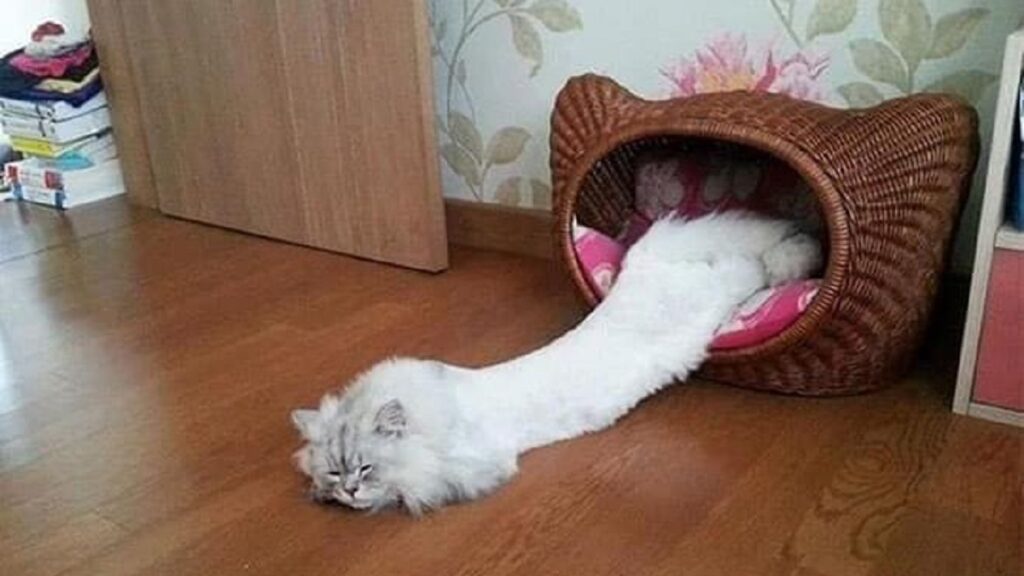 Look: 15 Melting animals that turned liquid in the heat - :) Healthy ...