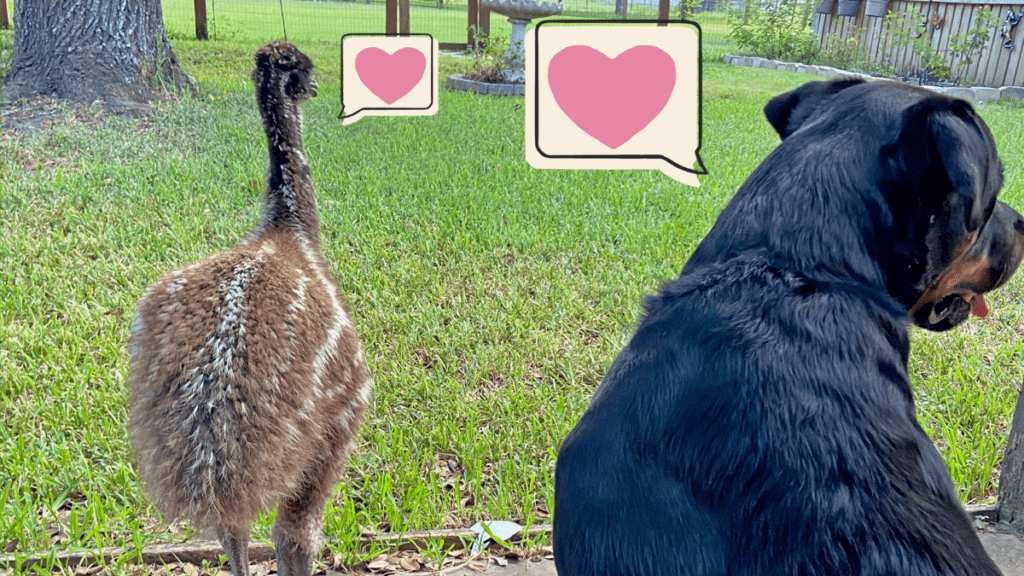 Unlikely Friendship: Ava The Rottweiler and Blue The Emu Love Zoomies ...