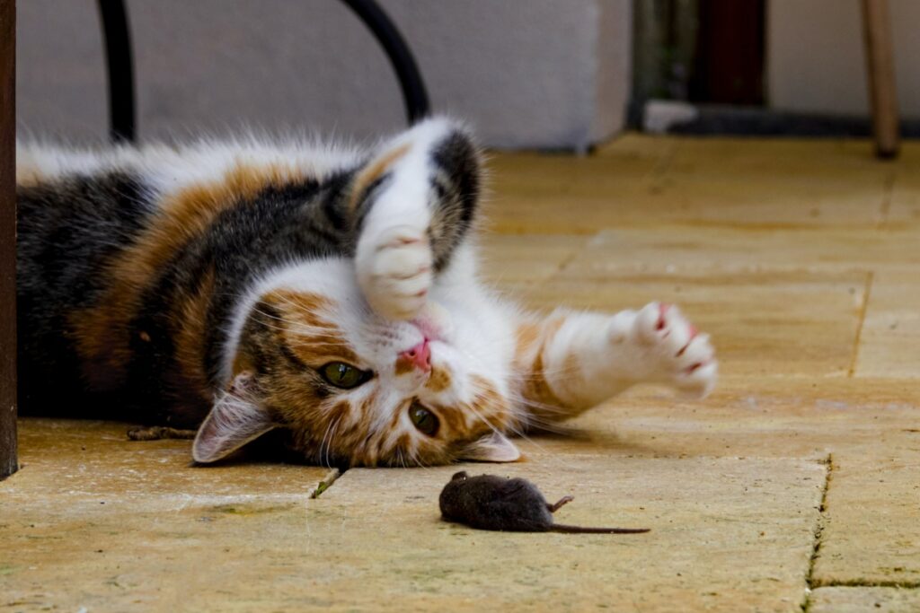 Cartoon Classic Tom and Jerry Just Got A Real-Life Revival With Mouse ...