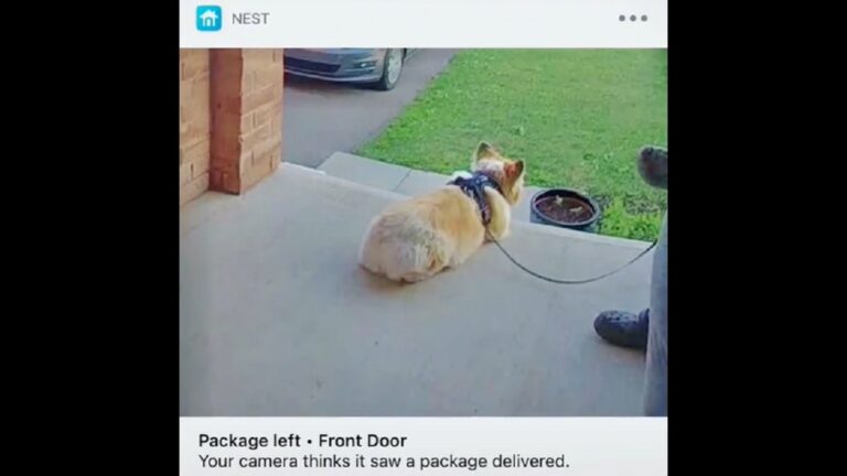 Corgi Keeps Getting Mistaken As Package By Ring Camera [Video ...