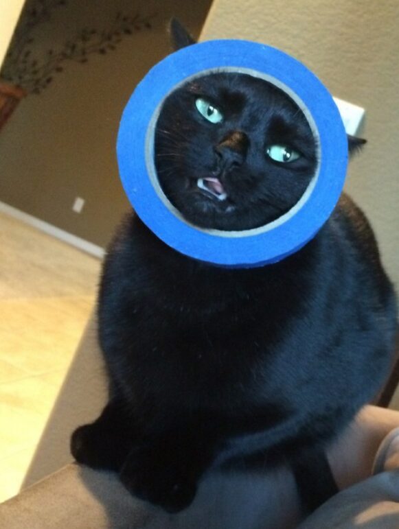 15 animals who got themselves stuck in the silliest situations ...