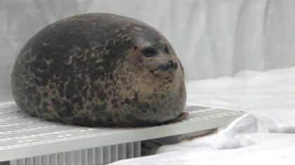 15 Adorable Animals With Irresistable Chubby Cheeks - :) Healthy Happy News