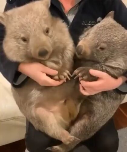 15 Adorable Animals With Irresistable Chubby Cheeks - :) Healthy Happy News