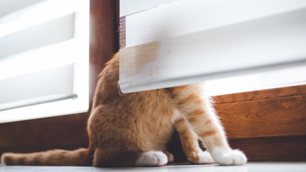 Relive Your First Snow With This Cat's Magically Nostalgic Reaction ...