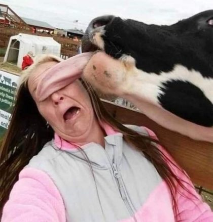 These Photos Prove Cows Like Licking To Show Affection - :) Healthy ...