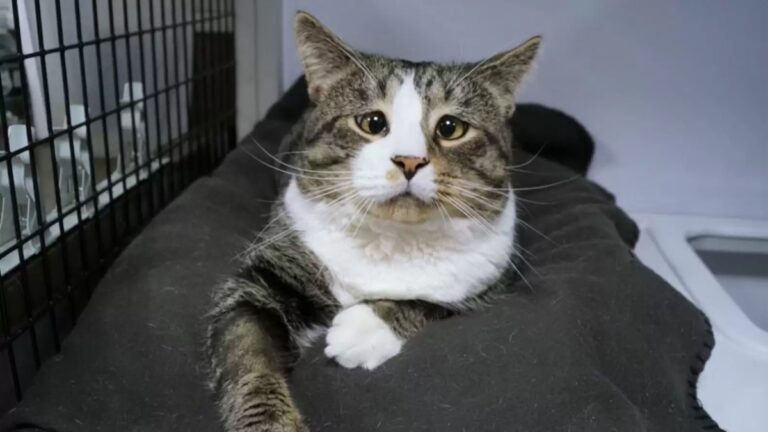 Cat’s Sad Face And Unusual Eyes Make Him A Popular Choice For Adoption ...