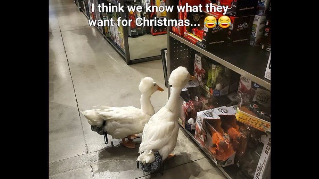 "Afro" Duck Brothers Love Sightseeing And Window Shopping [Video ...
