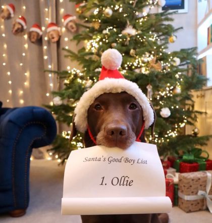 Crowd Gathers To Take Pictures Of Chocolate Labs In Reindeer Costumes ...