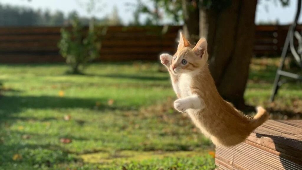 Who Says Cats Can't Fly? These Photos Show Them Floating In The Air ...