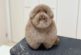 Meet Mohu, The Perfectly Round Pup Taking Over The Internet [Video ...