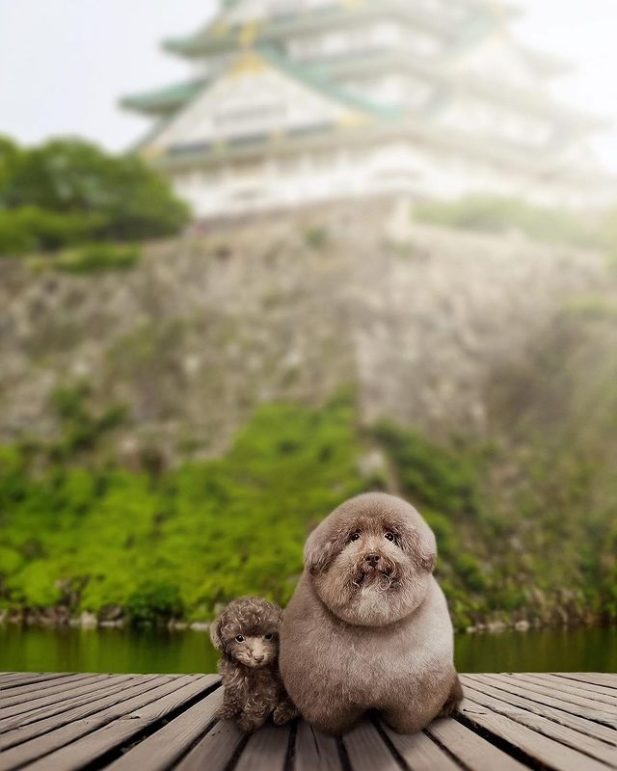 Meet Mohu, The Perfectly Round Pup Taking Over The Internet [Video ...