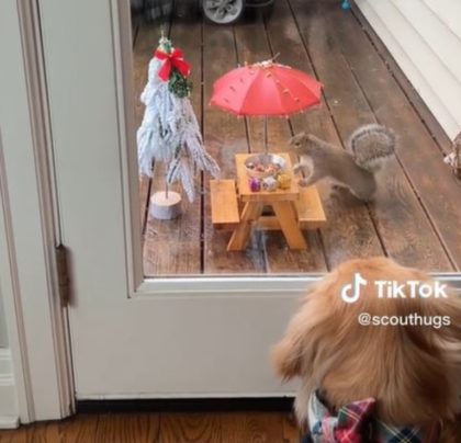 Golden Retriever And Squirrel Bestie Show The True Holiday Spirit Of ...