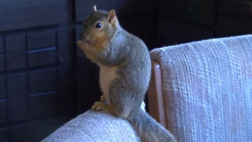 Pet Squirrel Stops Home Robbery And Helps Identify The Thief [Video ...