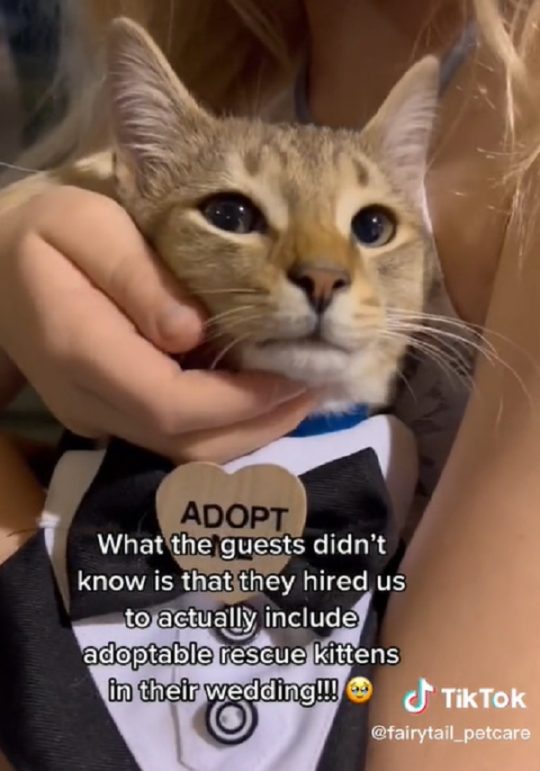 Newlyweds Did A 'Cat Toss' Instead Of Bouquet Toss So Guests Can Take ...