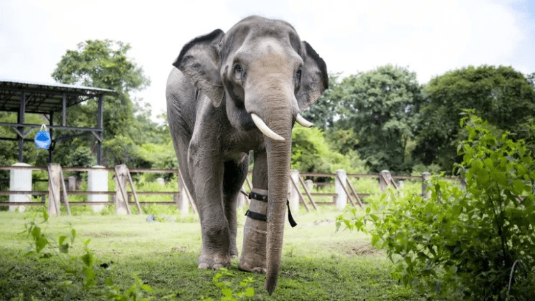 Elephant Overcomes Adversity with New Prosthetic Foot - :) Healthy ...