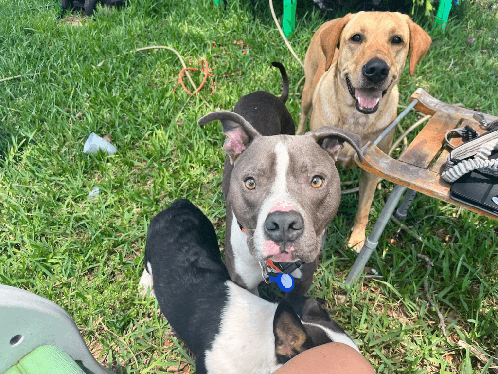 Lost Dog Hamm Finds His Way Home After a 450-Mile Adventure Thanks to Good Samaritans [Video ...