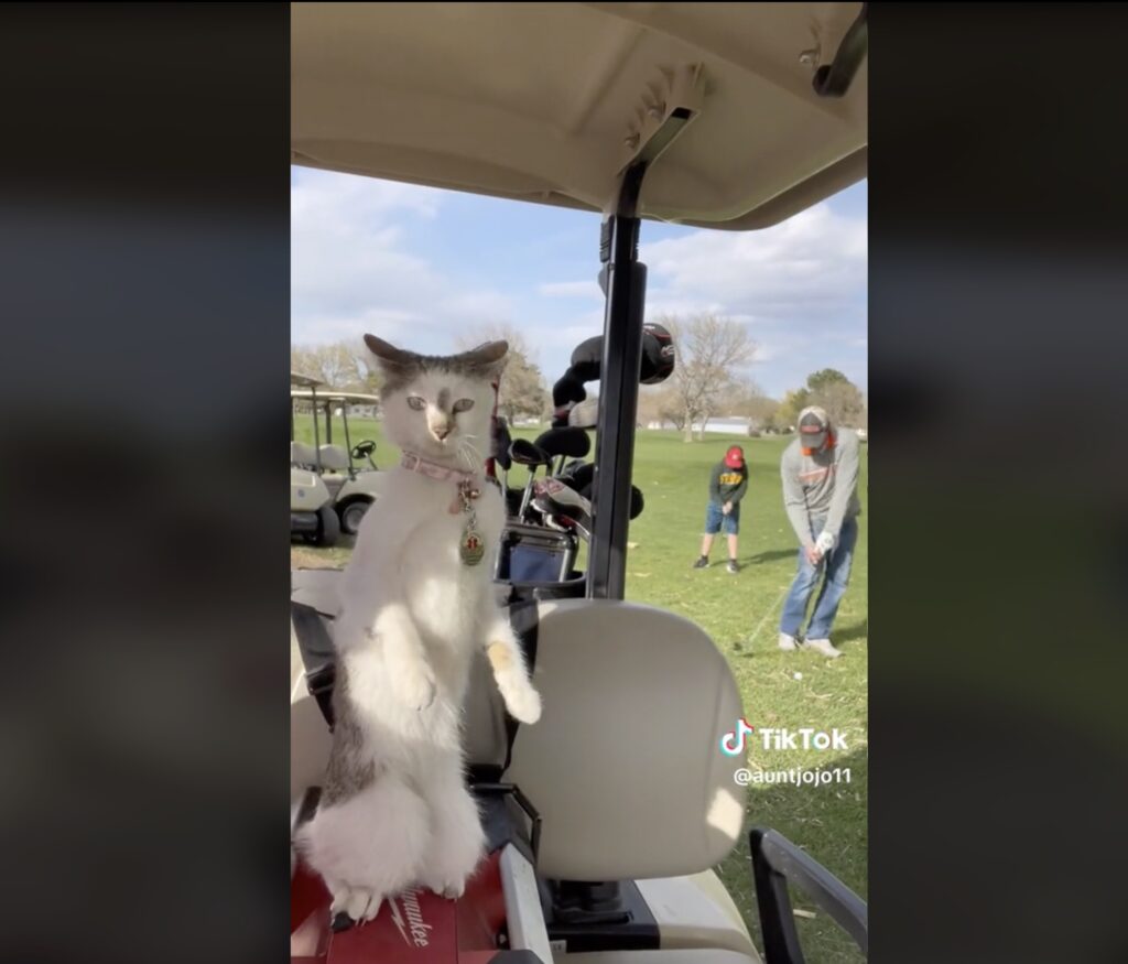Purr-fect Form! Cat Caught "Practicing Her Golf Swing" [Video ...