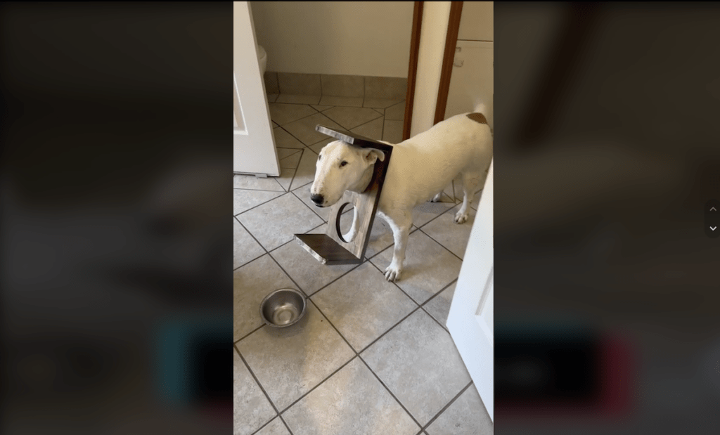 Dog Manages to Get Stuck After Being Left "Alone for 1 Minute" [Video ...