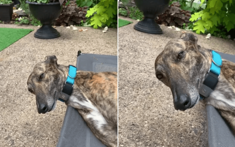 Sleeping Sensation: Greyhound Wren’s "Invisible Pillow" Sleep Position ...