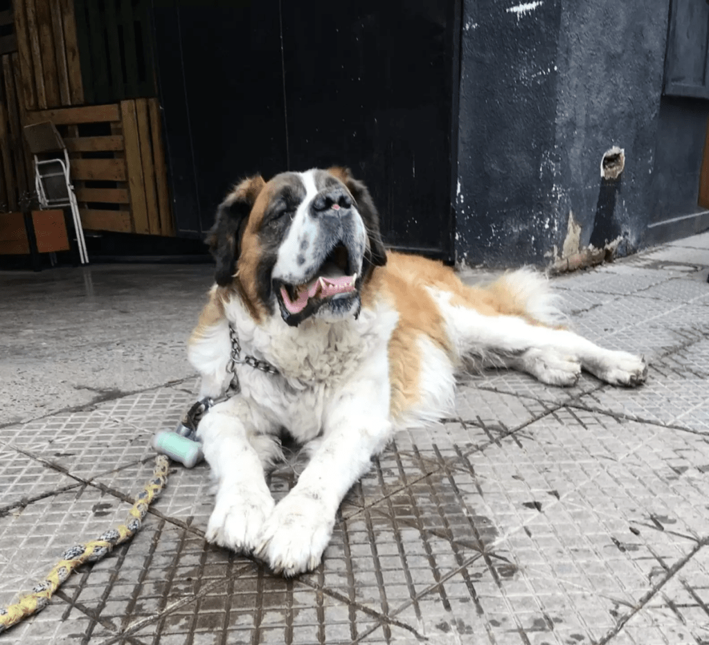 Boozehound: "Guide" Dog has a Penchant for Pubs [Video] - :) Healthy ...