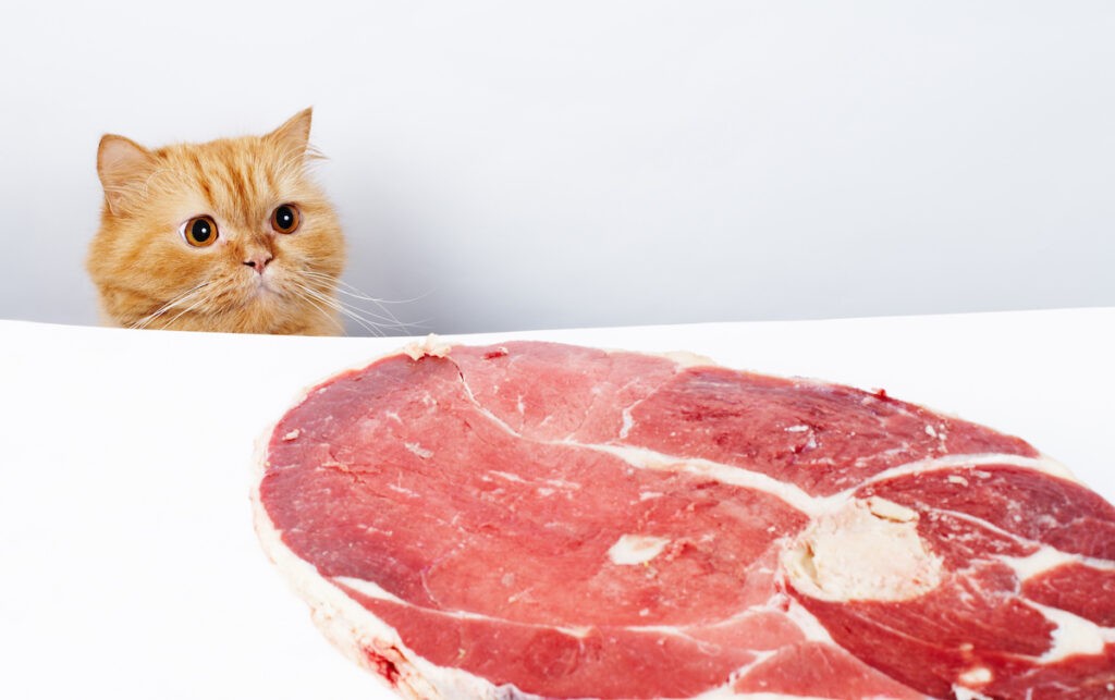 Poppy's Meaty Mishap: Cat Goes Viral for Comical Steak-Tasting Antics ...