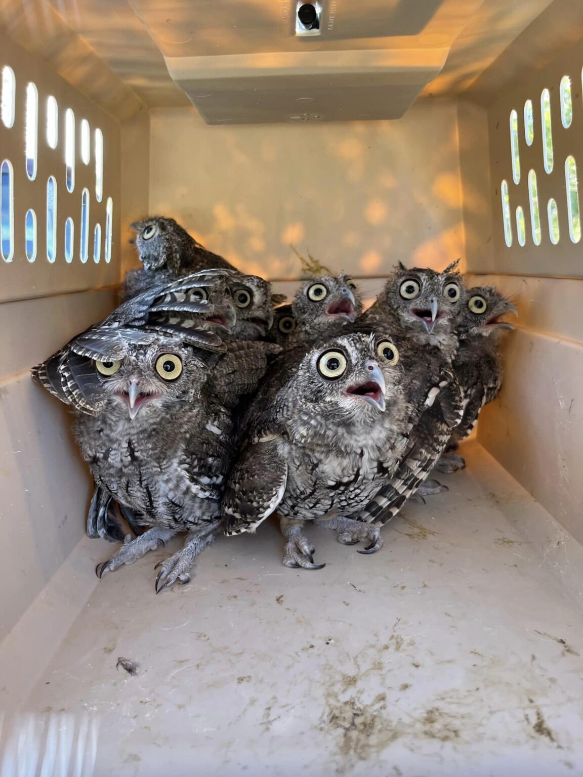 Wide-Eyed Wonder: Rescued Owlets' First Glimpse of Their Forever Forest ...
