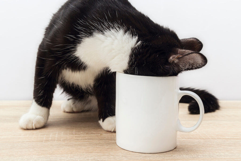 Hilarious Cat Pulls Off Coffee Heist [Video] - :) Healthy Happy News