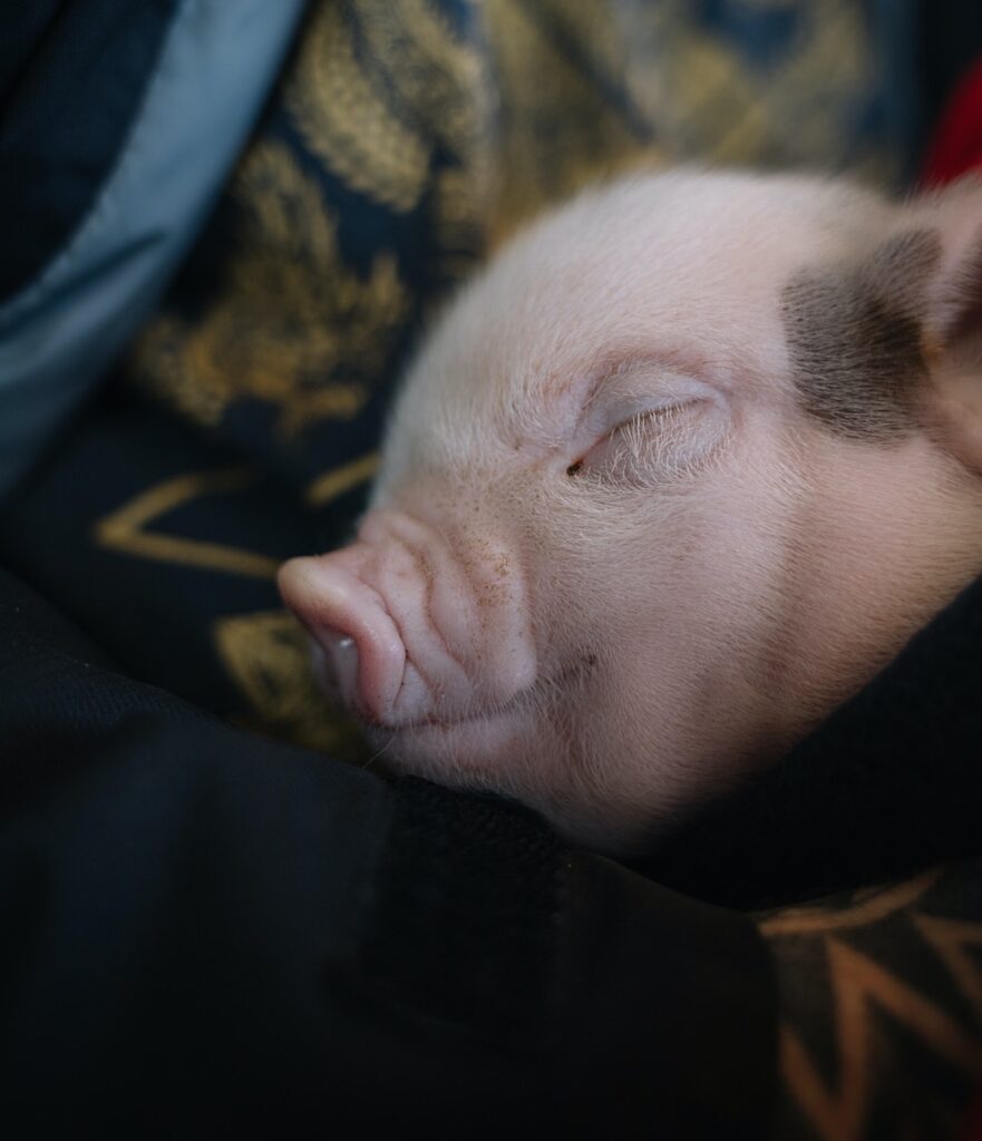 Merlin the Pig's Door-Closing Antics Will Leave You Smiling ...