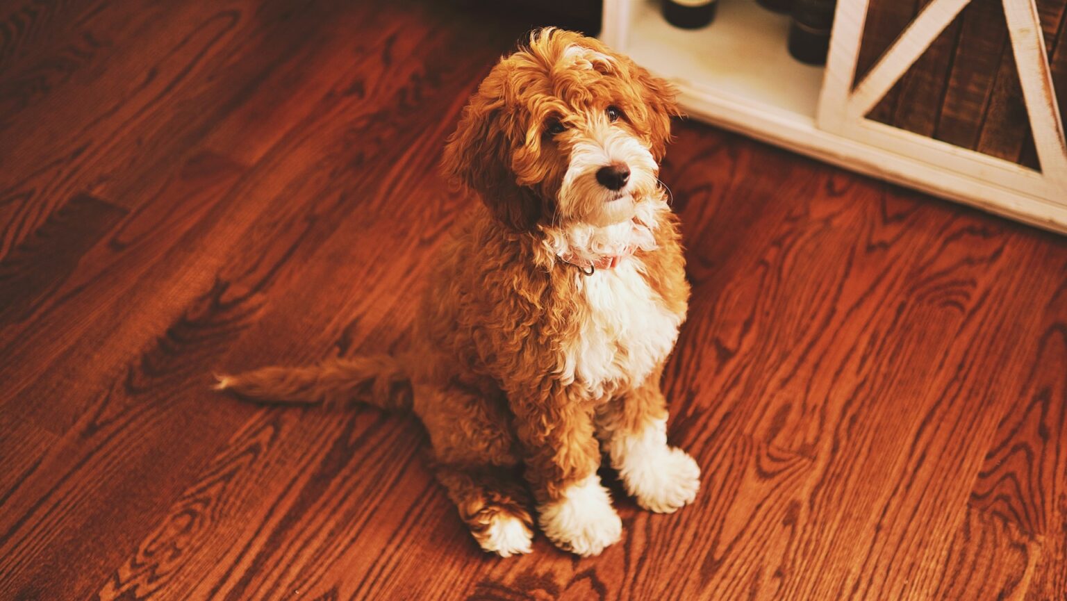 Goldendoodle Goes Viral For Acting Like A Human - :) Healthy Happy News