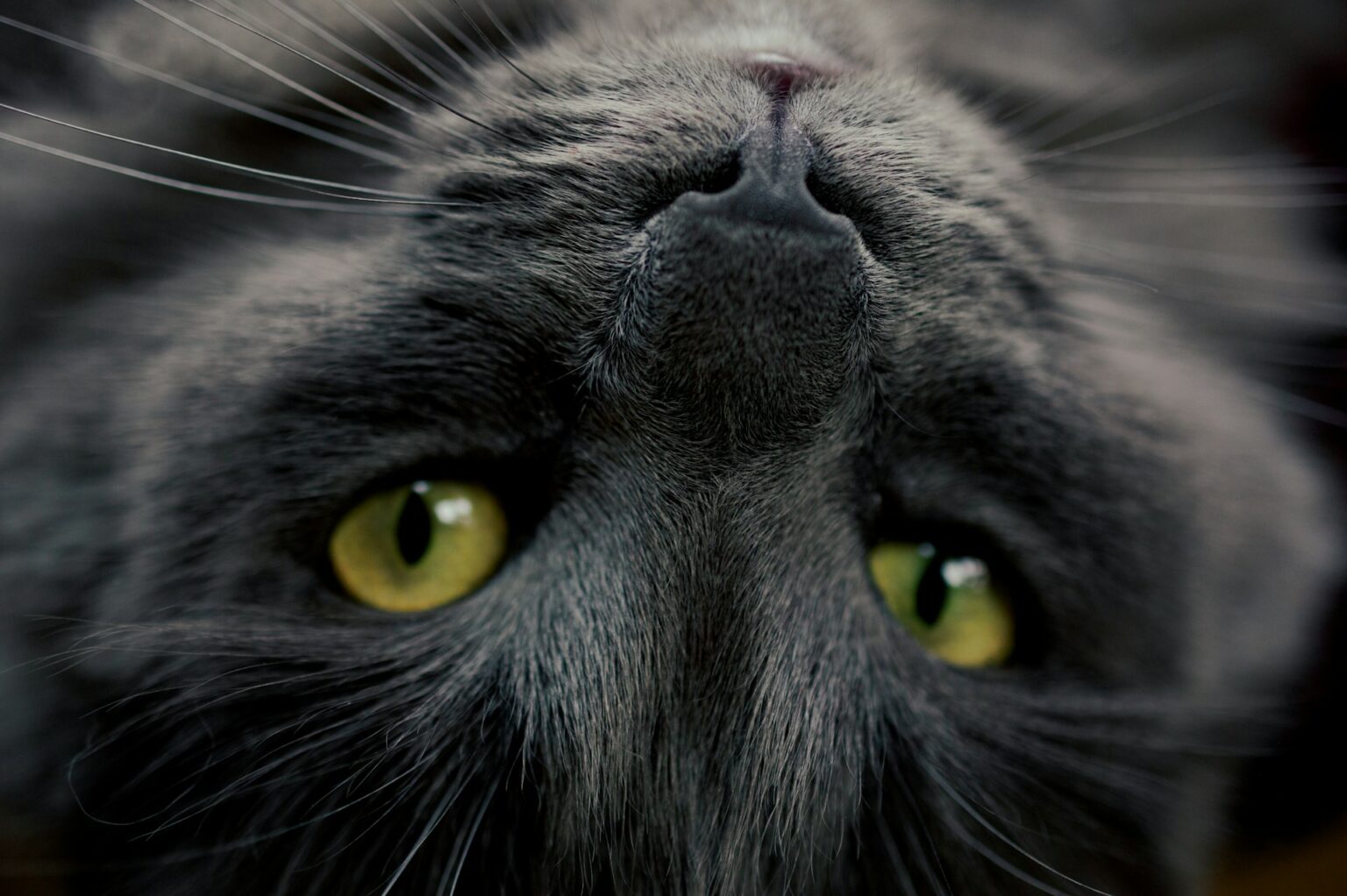 Cat's Oscar-Worthy Performance Shows His Outstanding Acting Skills ...