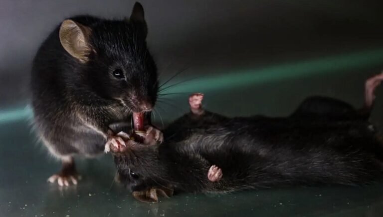 Mice Perform CPR-Like Actions, Showcasing Surprising Empathy Skills ...