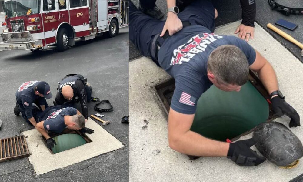 Turtle Finds Himself In A Pickle, Firefighters Save The Day ...