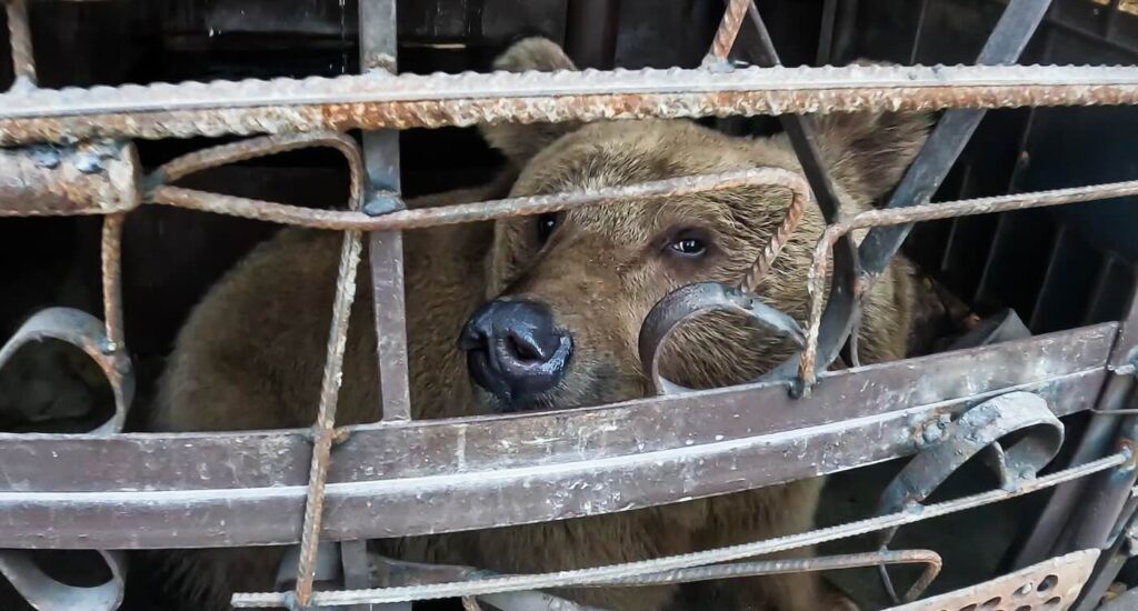 Noah the Bear Enjoys Freedom and a Week-Long Nap - :) Healthy Happy News