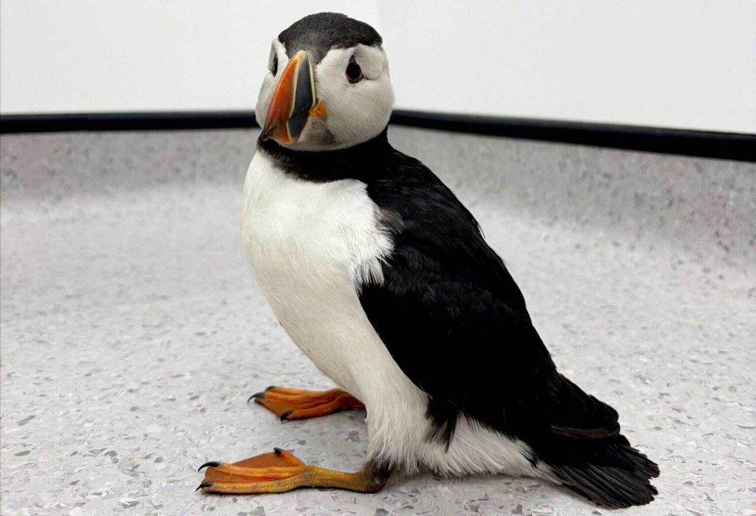Puffin Adventure: Lovely Oona's Heartwarming Rescue and Recovery ...