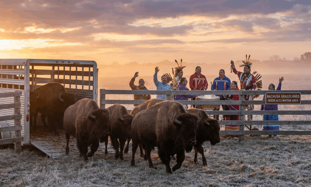 American Bison Make Triumphant Illinois Return - :) Healthy Happy News
