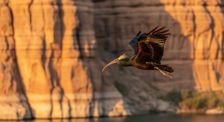 Miraculous Comeback: This Ancient Bird Was Nearly Lost Forever—Until a ...