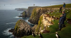 Tiny Island's Seabird Paradise Saved in Jaw-Dropping Conservation ...