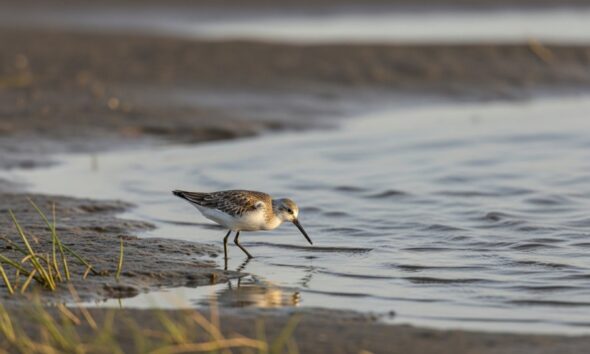 Tiny Bird on Brink of Extinction Gets Last-Minute Rescue – The Happy ...